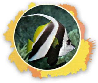 Maui Reef Fish Guide - The Snorkel Store