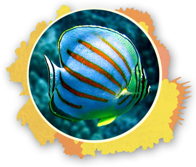 Maui Reef Fish Guide - The Snorkel Store