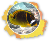 Maui Reef Fish Guide - The Snorkel Store