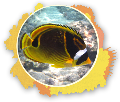 Maui Reef Fish Guide - The Snorkel Store
