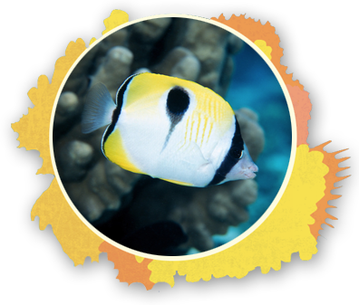 Maui Reef Fish Guide - The Snorkel Store