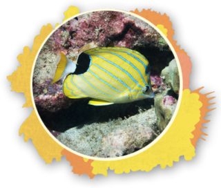 Maui Reef Fish Guide - The Snorkel Store