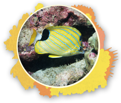Maui Reef Fish Guide - The Snorkel Store