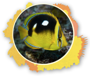 Maui Reef Fish Guide - The Snorkel Store