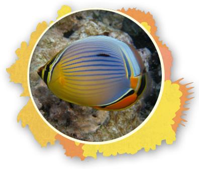 Maui Reef Fish Guide - The Snorkel Store