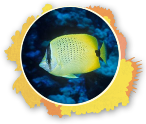 Maui Reef Fish Guide - The Snorkel Store