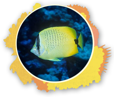 Maui Reef Fish Guide - The Snorkel Store