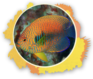 Maui Reef Fish Guide - The Snorkel Store