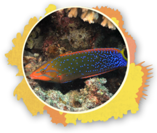 Maui Reef Fish Guide - The Snorkel Store