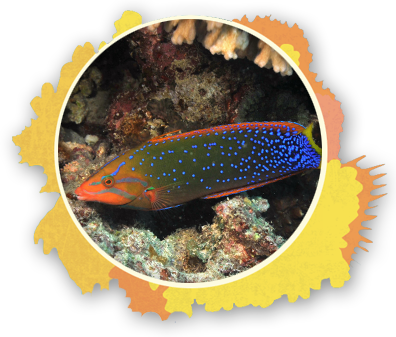 Maui Reef Fish Guide - The Snorkel Store
