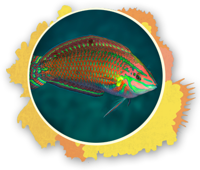 Maui Reef Fish Guide - The Snorkel Store