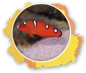 Maui Reef Fish Guide - The Snorkel Store