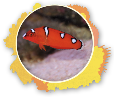 Maui Reef Fish Guide - The Snorkel Store