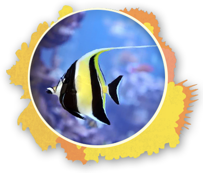 Maui Reef Fish Guide - The Snorkel Store