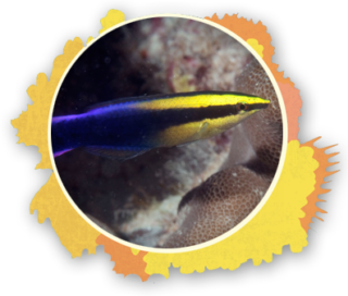 Maui Reef Fish Guide - The Snorkel Store