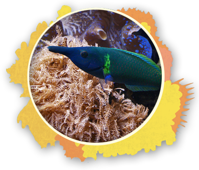 Maui Reef Fish Guide - The Snorkel Store