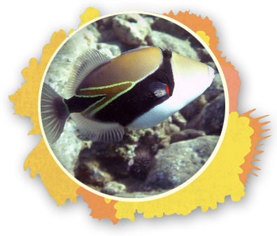 Maui Reef Fish Guide - The Snorkel Store