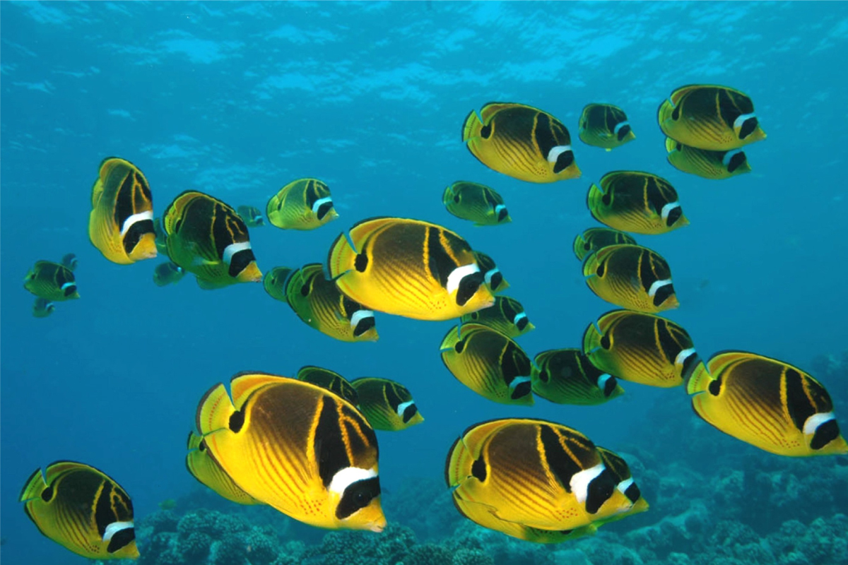 Things To Do In Maui: Your Guide To Molokini