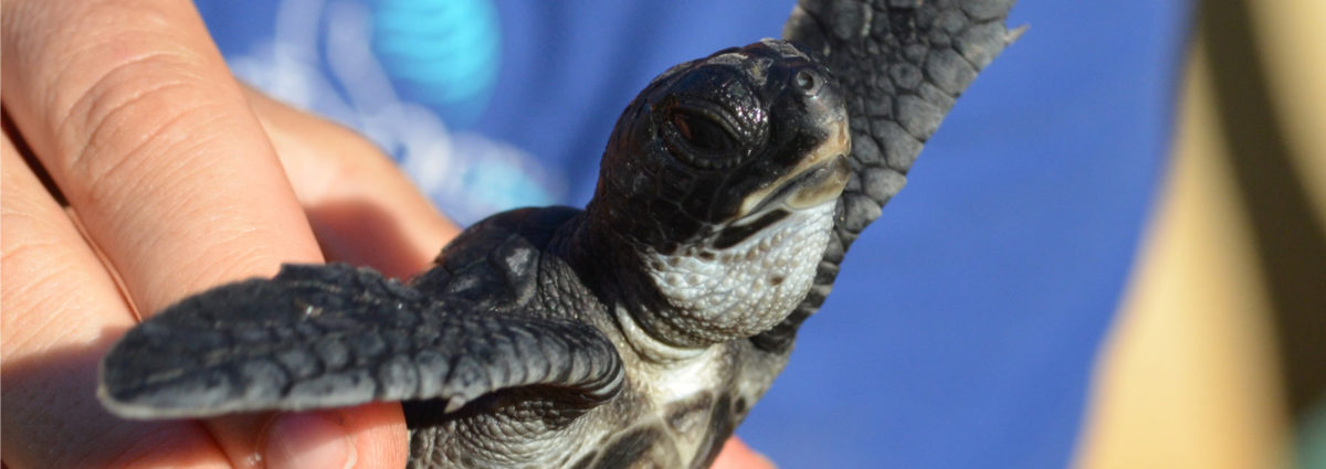 Our Partnership - The Snorkel Store